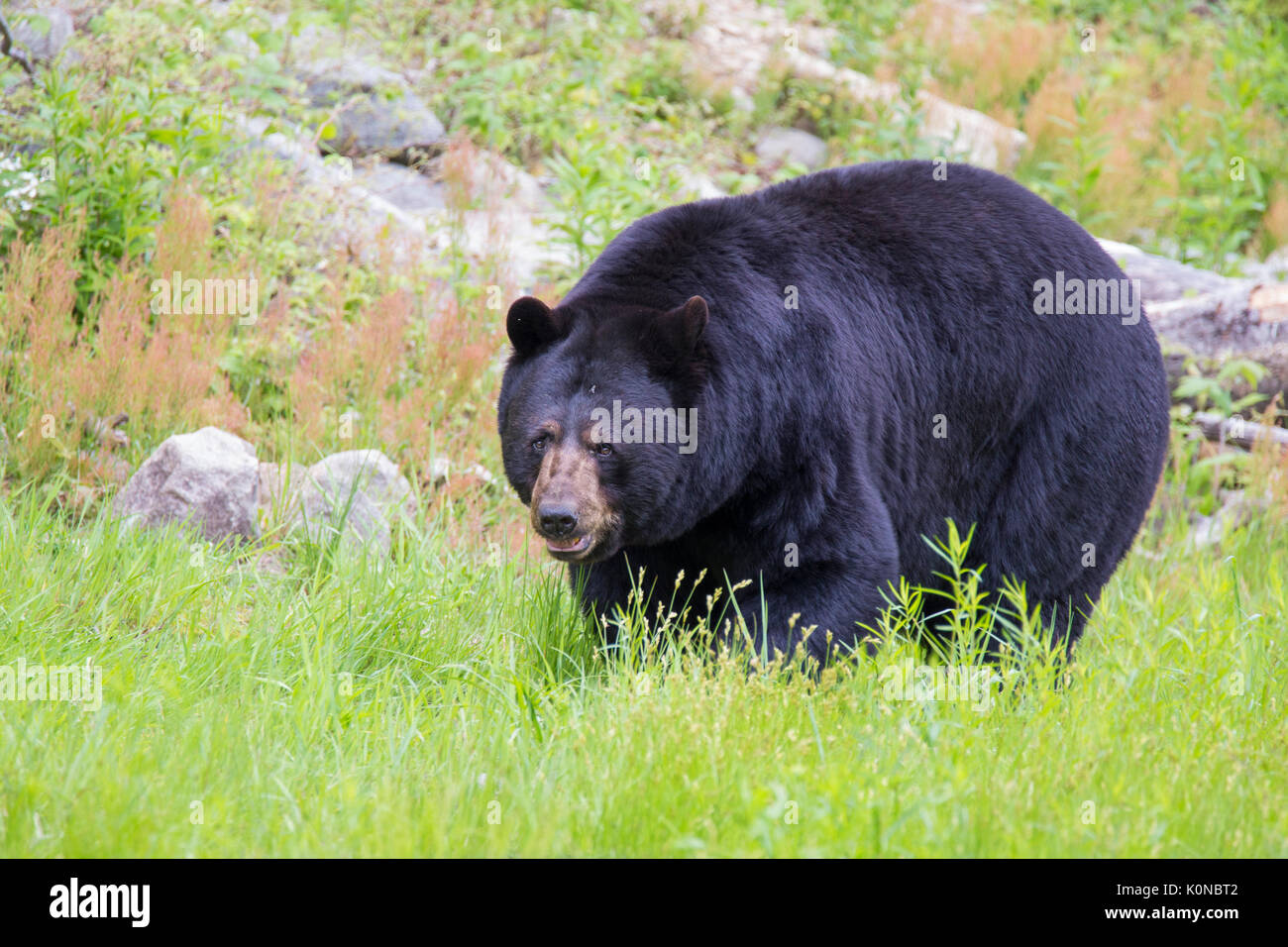 Huge male black bear in summer Stock Photo - Alamy