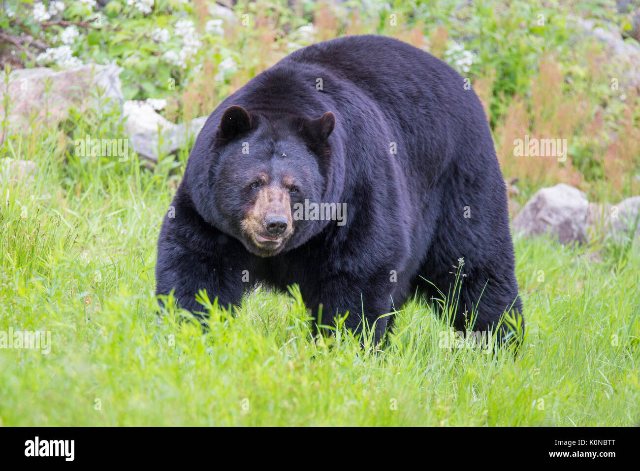 Huge male black bear in summer Stock Photo - Alamy