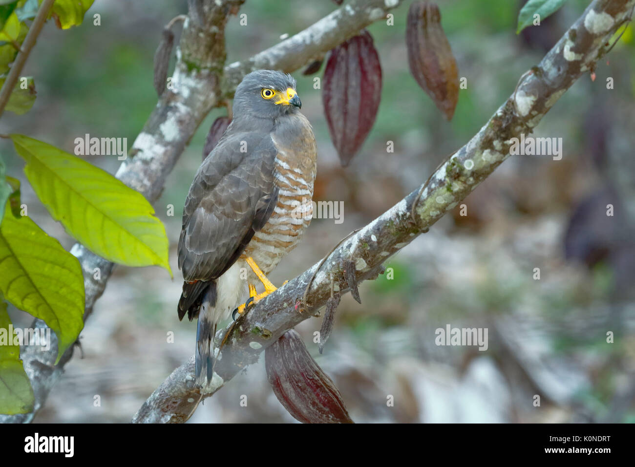 Roadside Hawk (Buteo magnirostris Stock Photo - Alamy