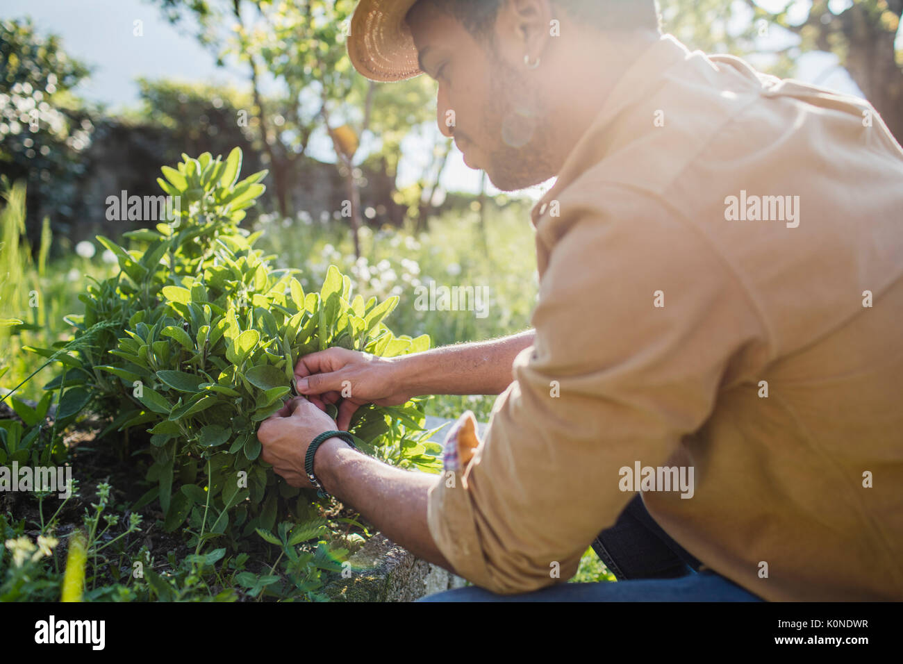 Harvesting sage hi-res stock photography and images - Alamy