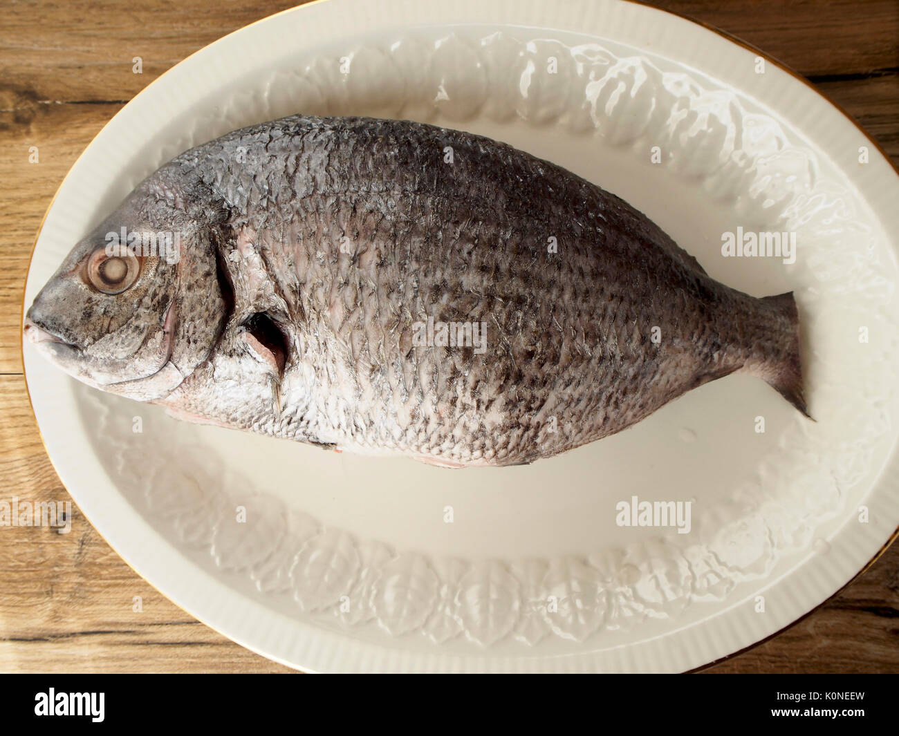 Sargo fish hi-res stock photography and images - Alamy