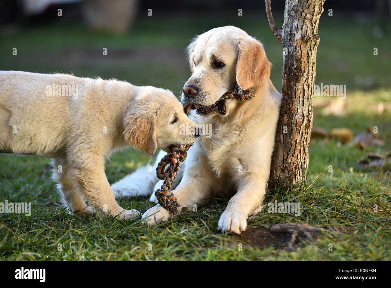 How Do Dogs Play Together