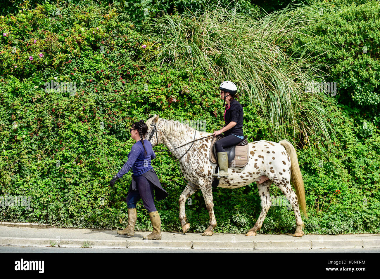A horse being ridden on the pavement in Newquay in Cornwall Stock Photo ...