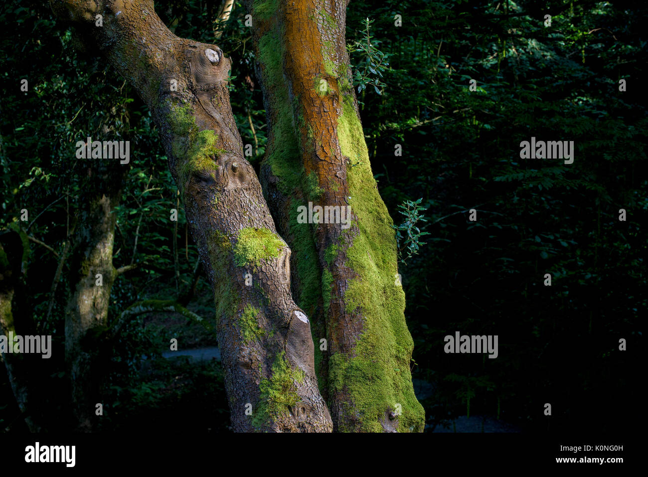 The tree trunks of Quercus ilex Stock Photo - Alamy