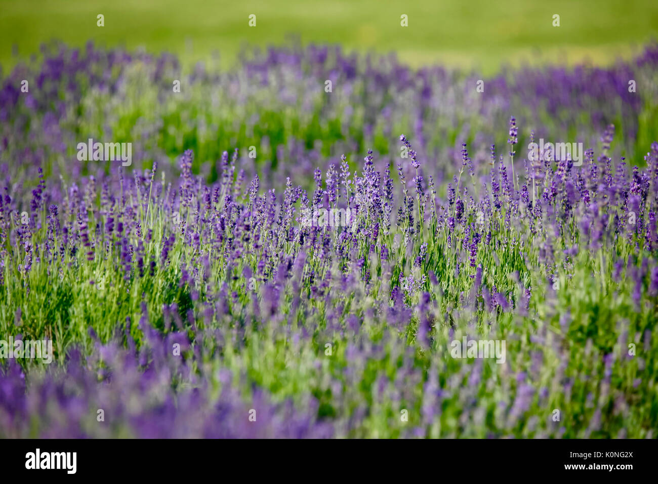 Laveneder hi-res stock photography and images - Alamy