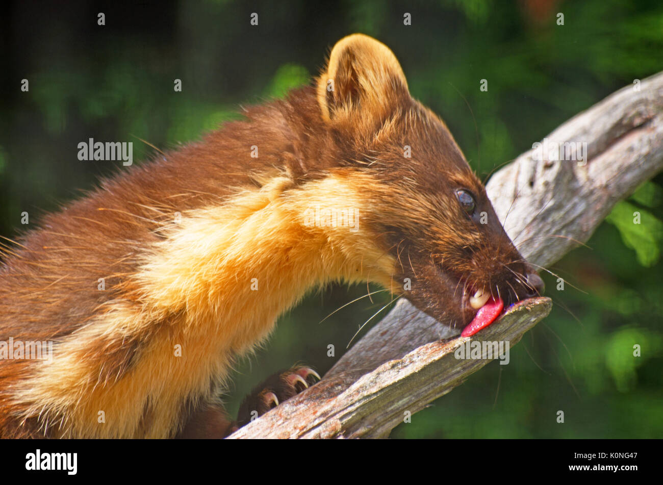 Pine marten england hi-res stock photography and images - Alamy