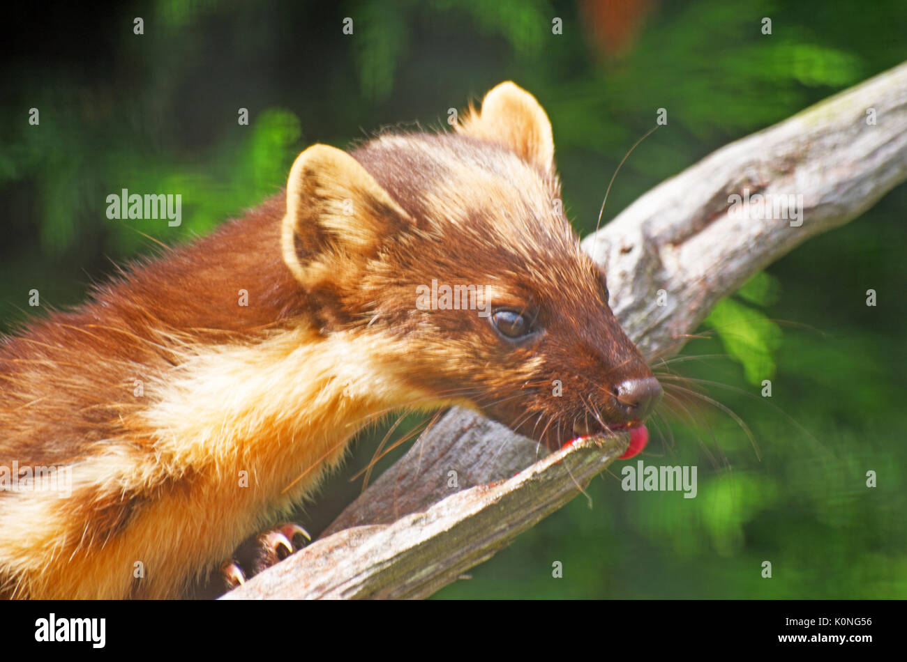 Martin head hi-res stock photography and images - Alamy