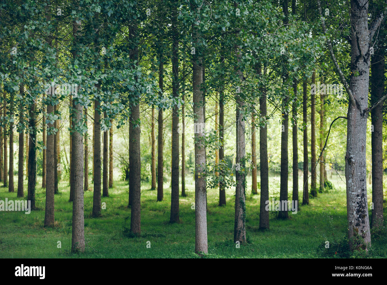 Trees planted in a row in the woods Stock Photo - Alamy