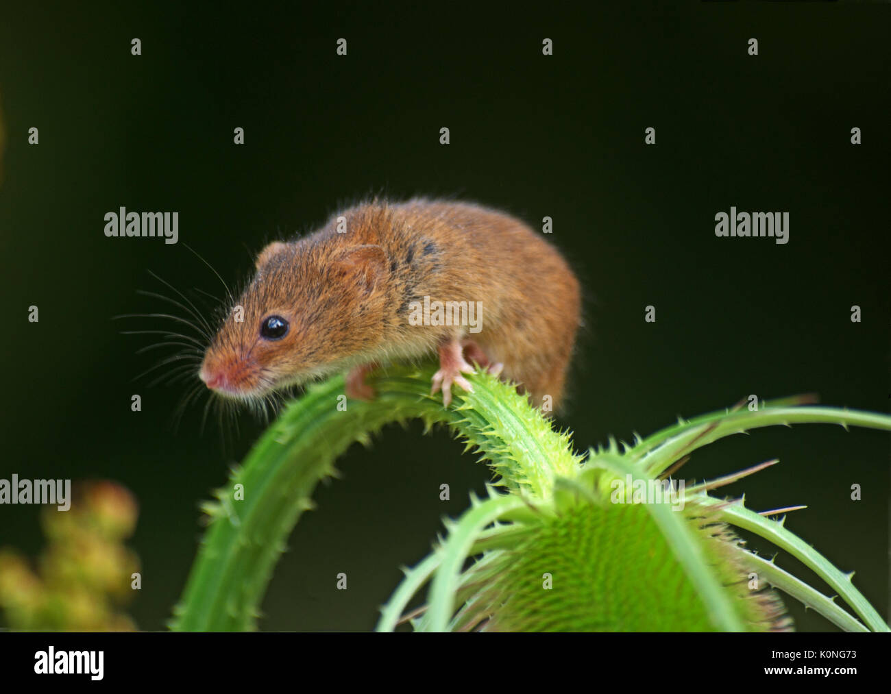 Mice wildlife hi-res stock photography and images - Alamy