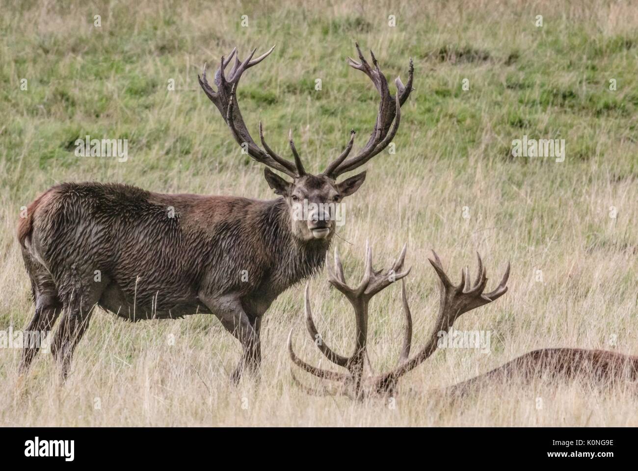 Antler clash hi-res stock photography and images - Alamy