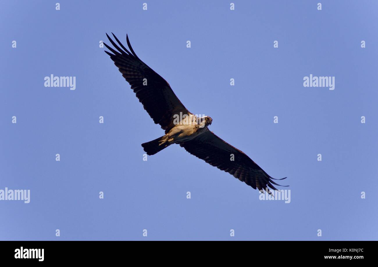 Isolated picture with a beautiful hawk flying Stock Photo - Alamy