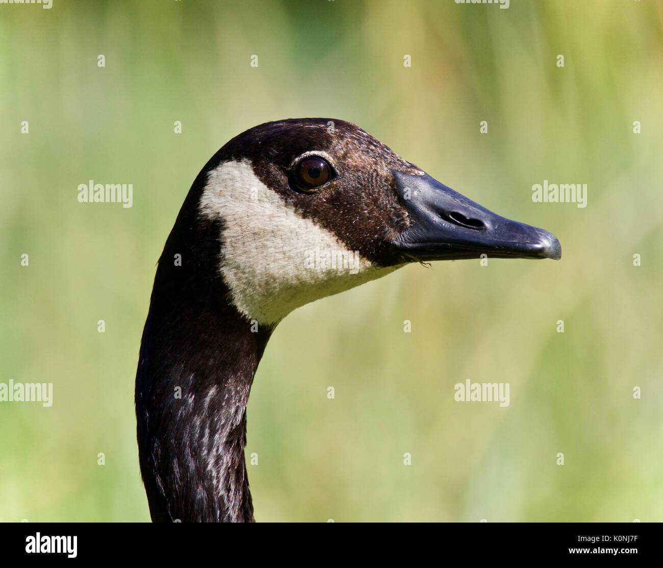 Goose looking at camera hi-res stock photography and images - Alamy