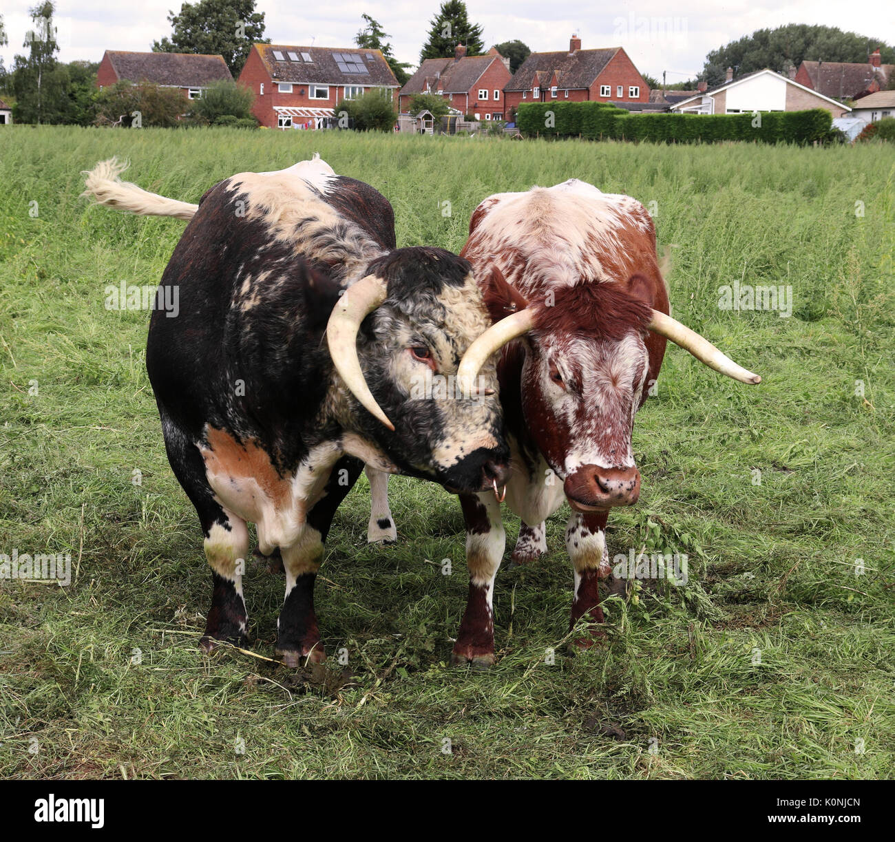 English longhorn hi-res stock photography and images - Alamy
