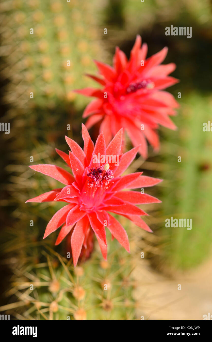 Cleistocactus hi-res stock photography and images - Alamy