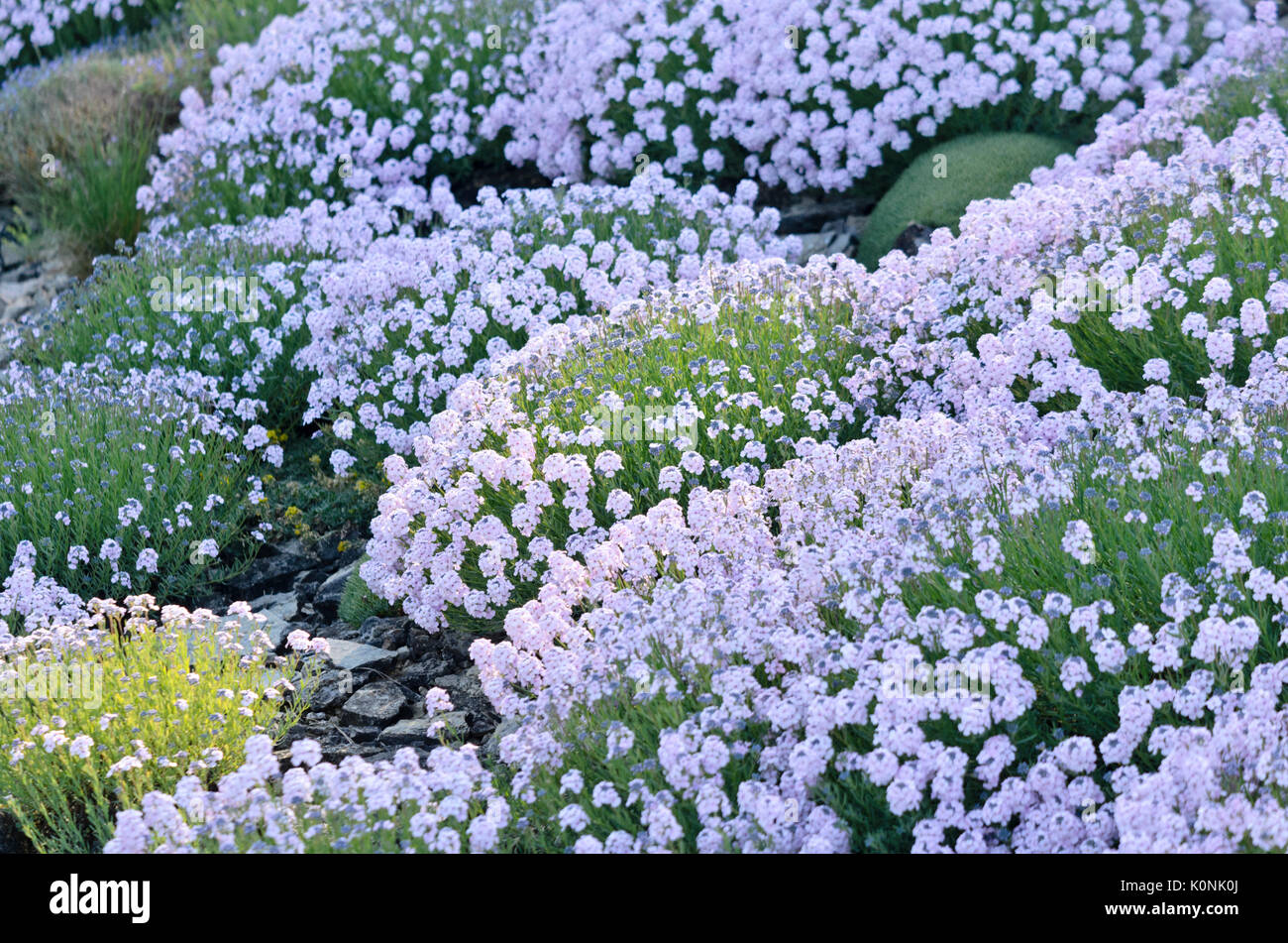Persian stone cress (Aethionema grandiflorum Stock Photo - Alamy