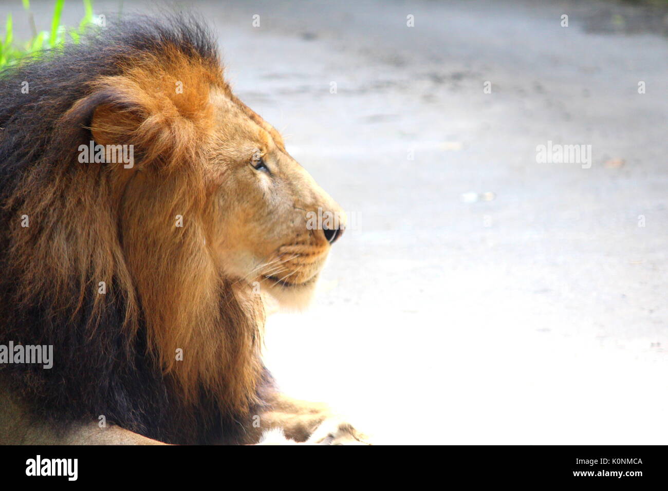 Wildlife collection of herbivore & carnivore animals with natural ...