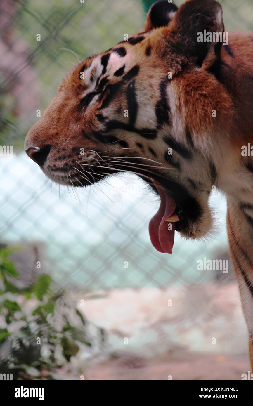 Wildlife collection of herbivore & carnivore animals with natural ...