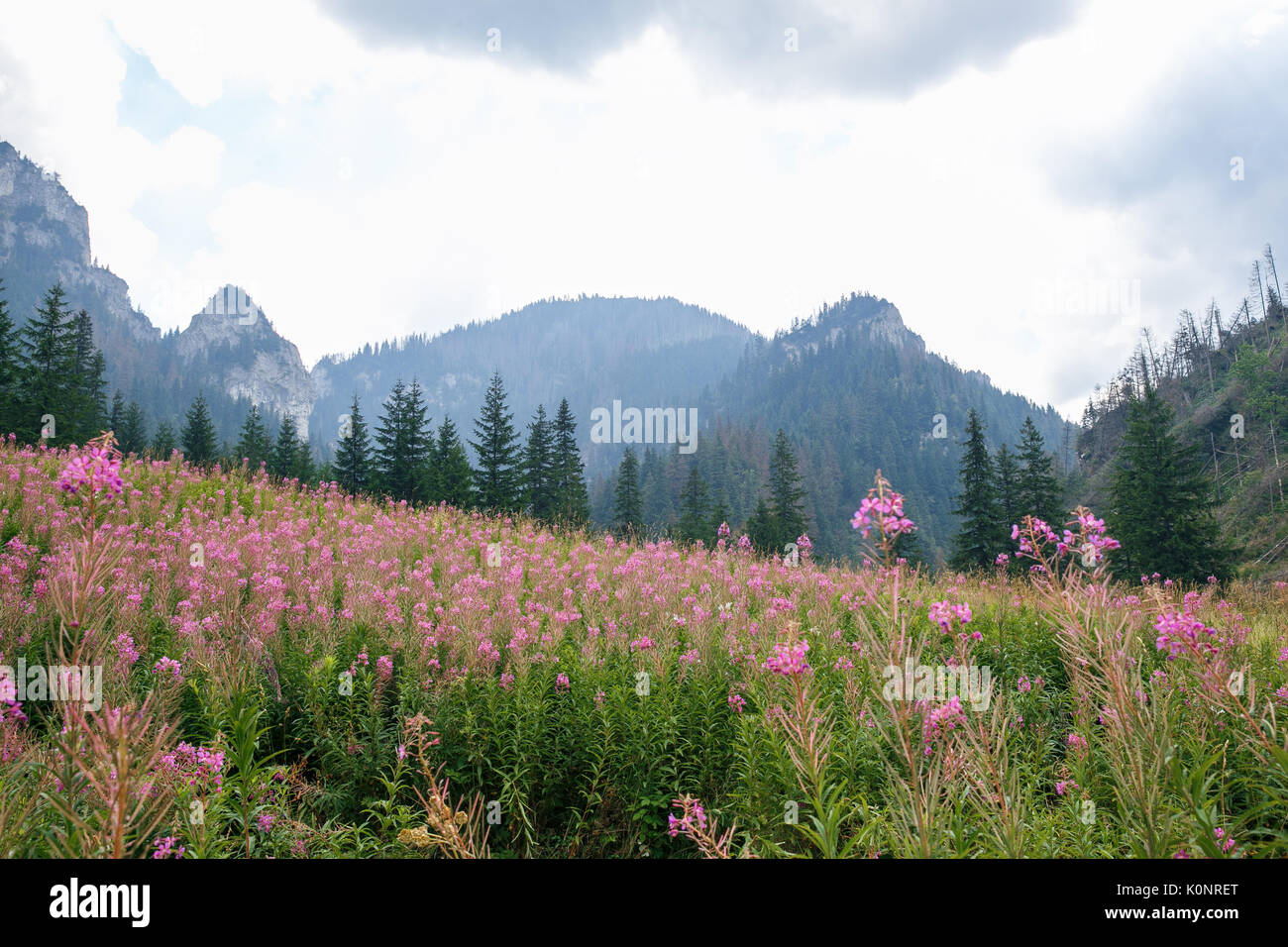 Big Tatry at Poland and Slovakia. Wild animals, beutiful nature, lakes ...