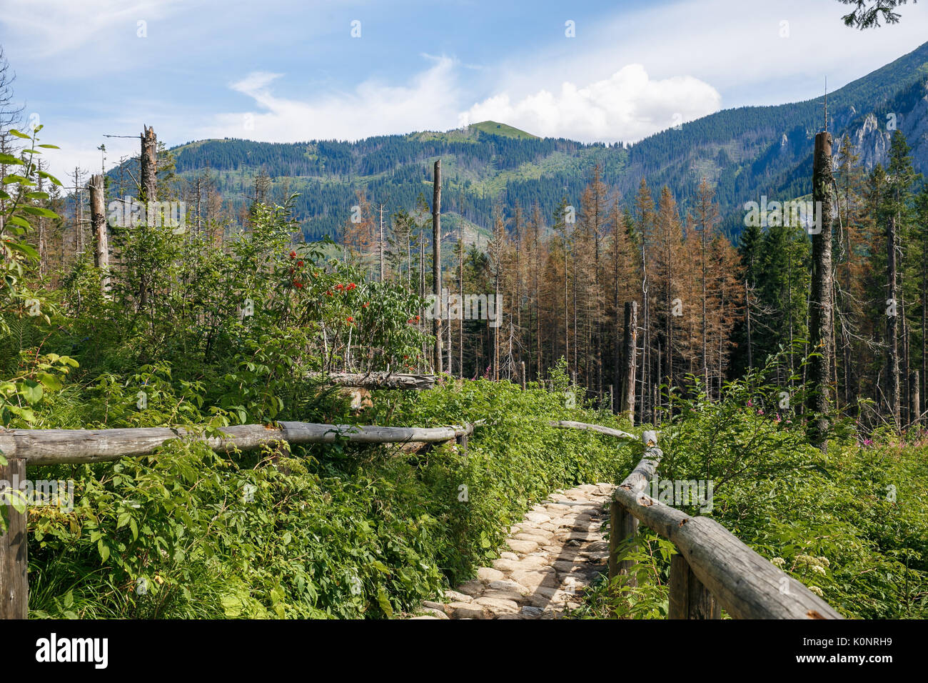 Big Tatry at Poland and Slovakia. Wild animals, beutiful nature, lakes ...