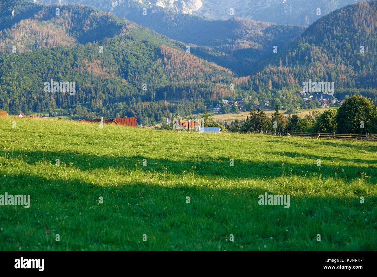 Big Tatry at Poland and Slovakia. Wild animals, beutiful nature, lakes ...