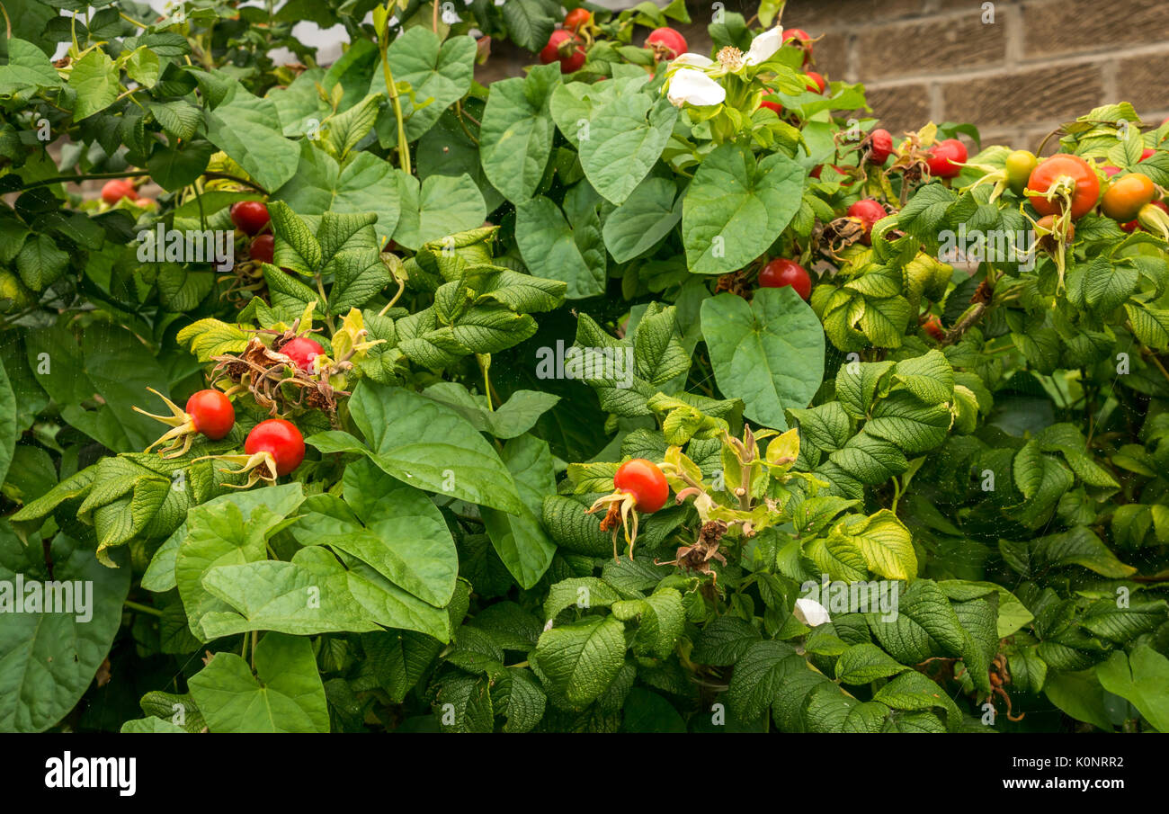 Rose hip bush hi-res stock photography and images - Alamy