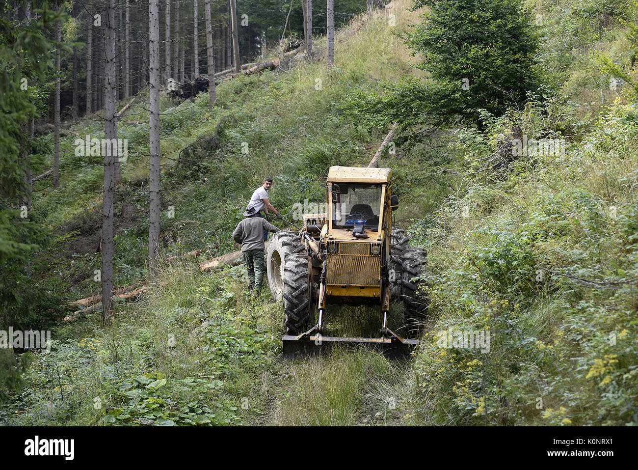 bark beetle attacked tree trunk,timber harvesting,logging Stock Photo ...