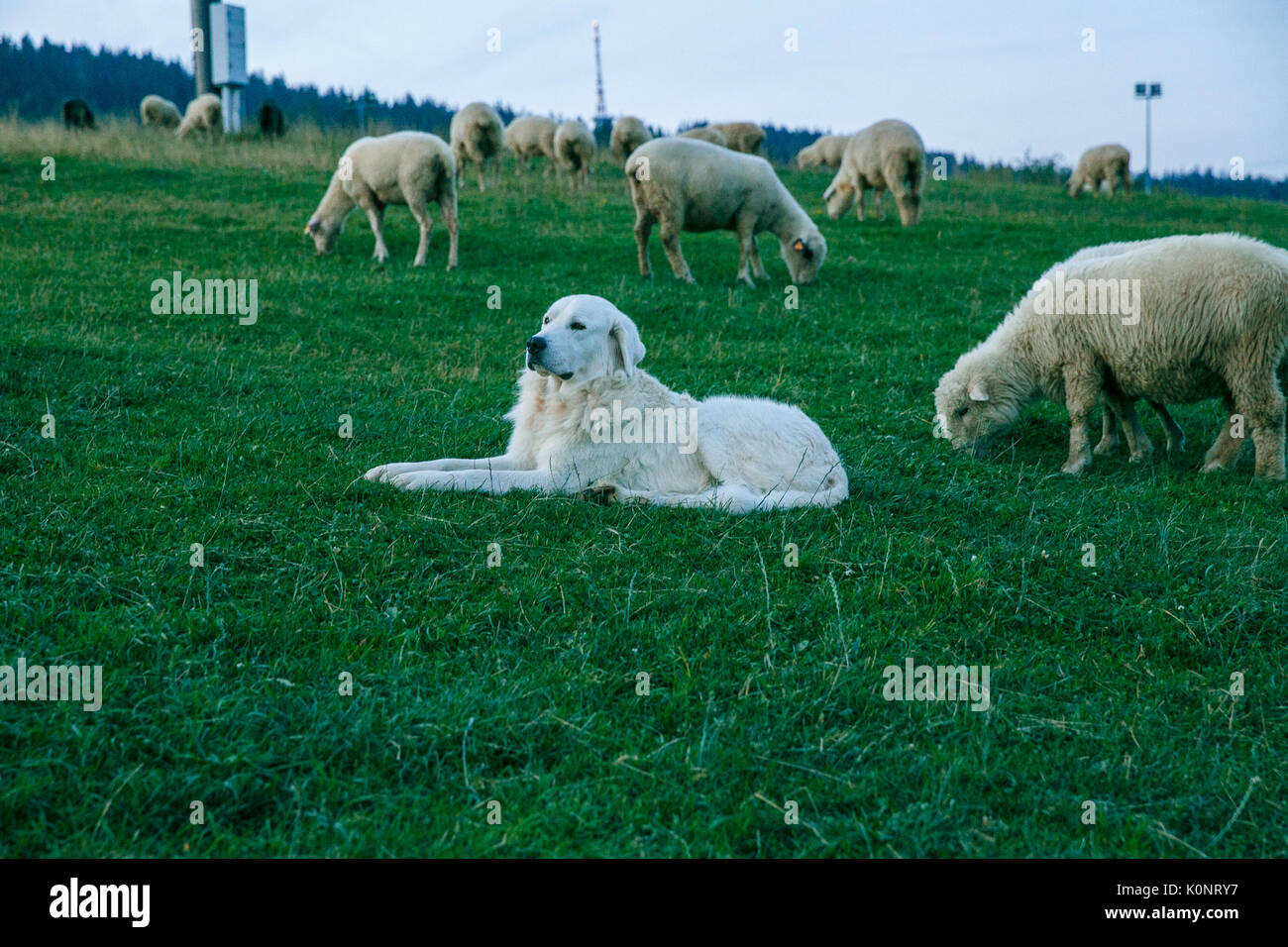Big Tatry at Poland and Slovakia. Wild animals, beutiful nature, lakes ...