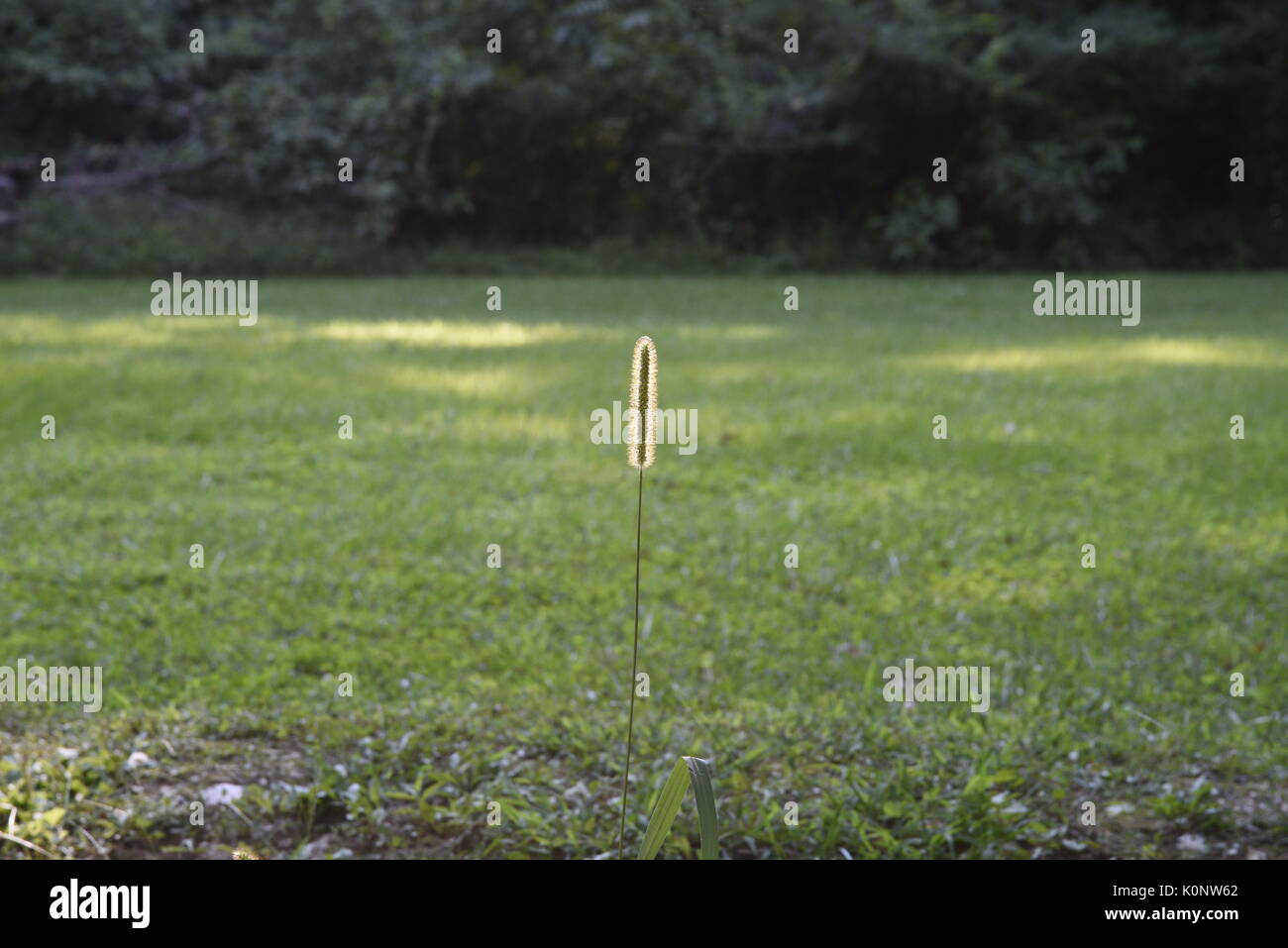 Perfect green grass hi-res stock photography and images - Alamy
