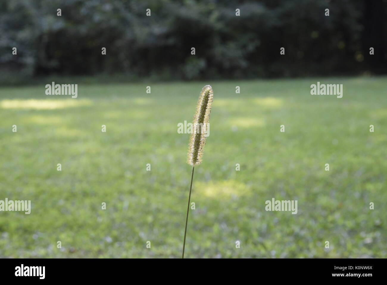 Yellowish grass hi-res stock photography and images - Alamy