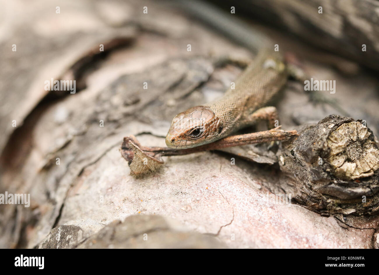 A cute baby Common Lizard (Lacerta Zootoca vivipara) hunting for ...