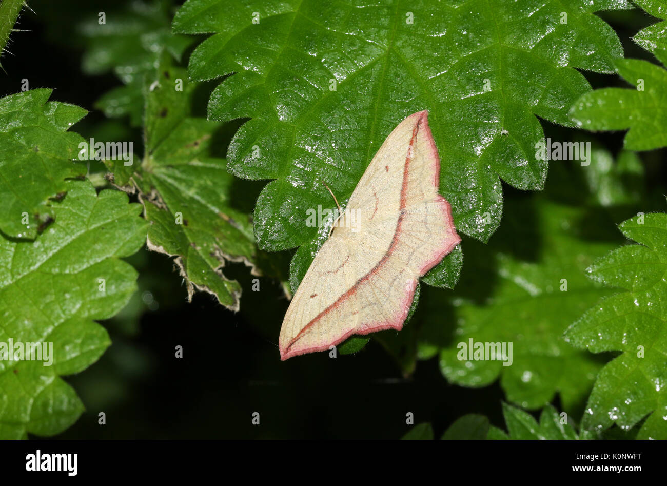 Blood vein moth hi-res stock photography and images - Alamy