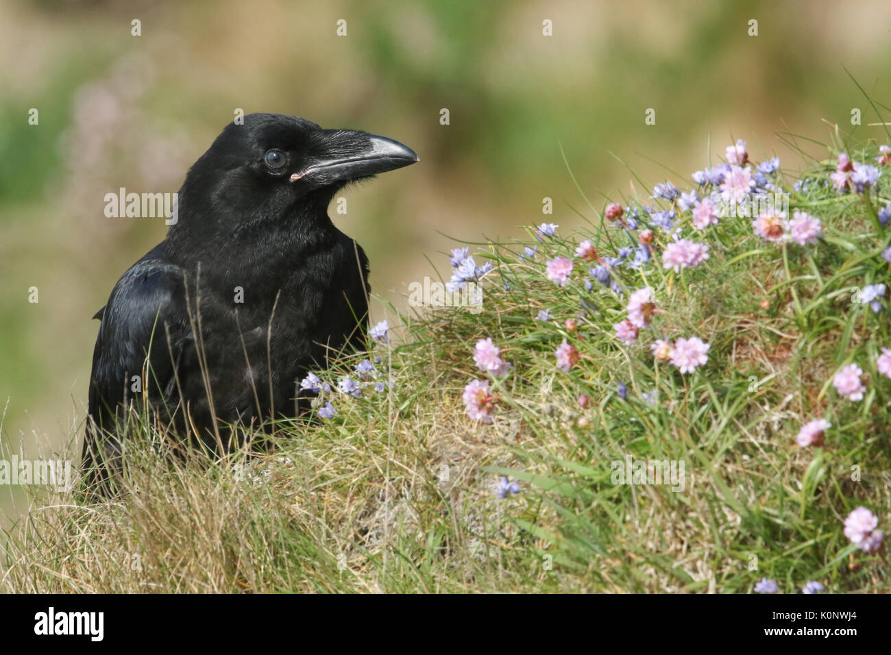 A young Raven (Corvus corax) sitting on top of a cliff surrounded by ...