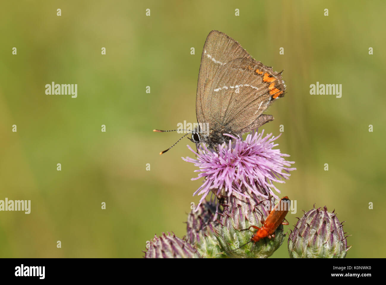 A rare White-letter Hairstreak Butterfly (Satyrium w-album) nectaring ...