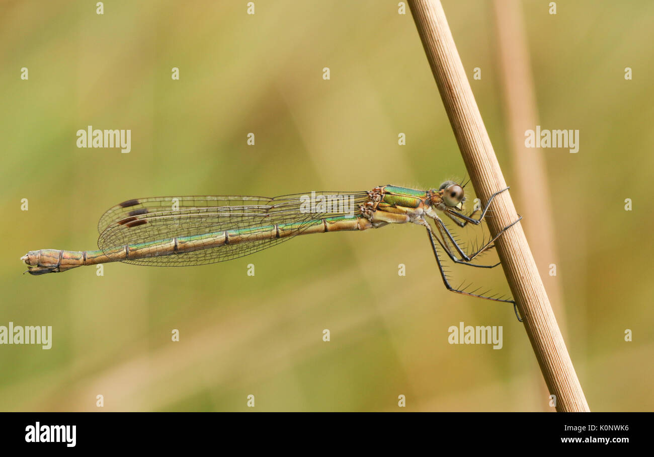 A stunning female Emerald Damselfly (Lestes sponsa) perched on the stem ...