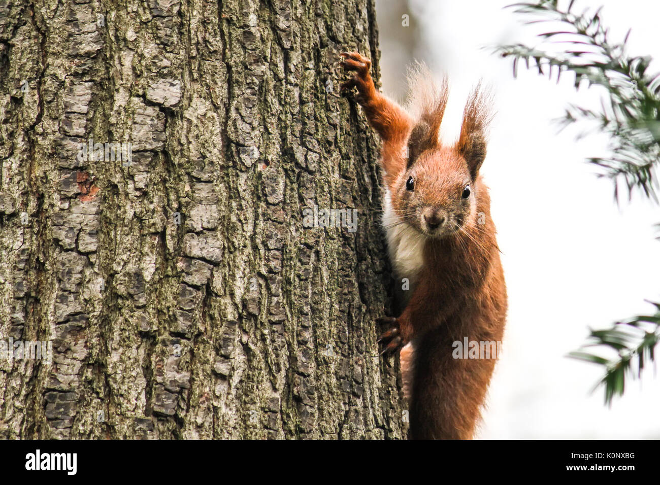 Red squirrel climbing an old tree and looking curiously straight into ...