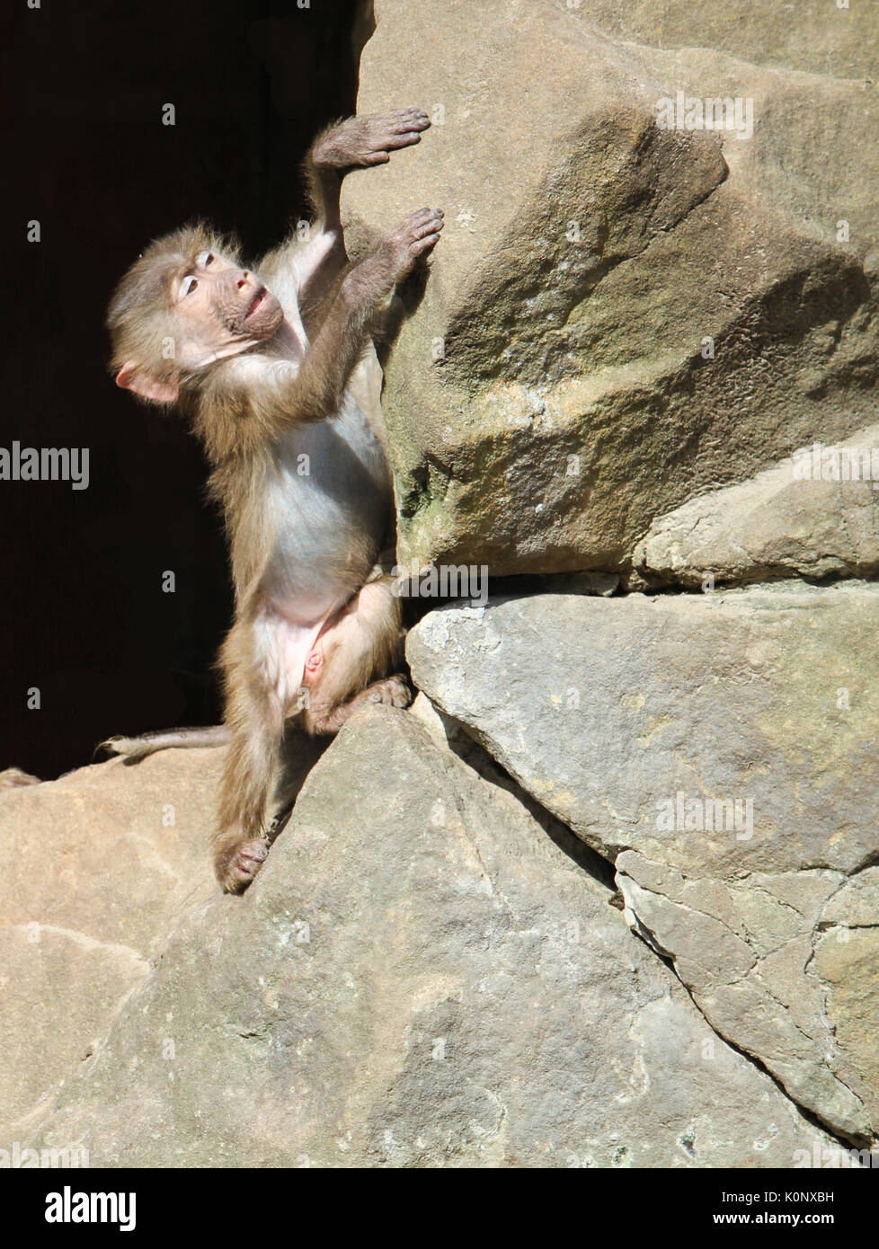 Baby baboon monkey (Pavian, genus Papio) trying to climb a rock and ...