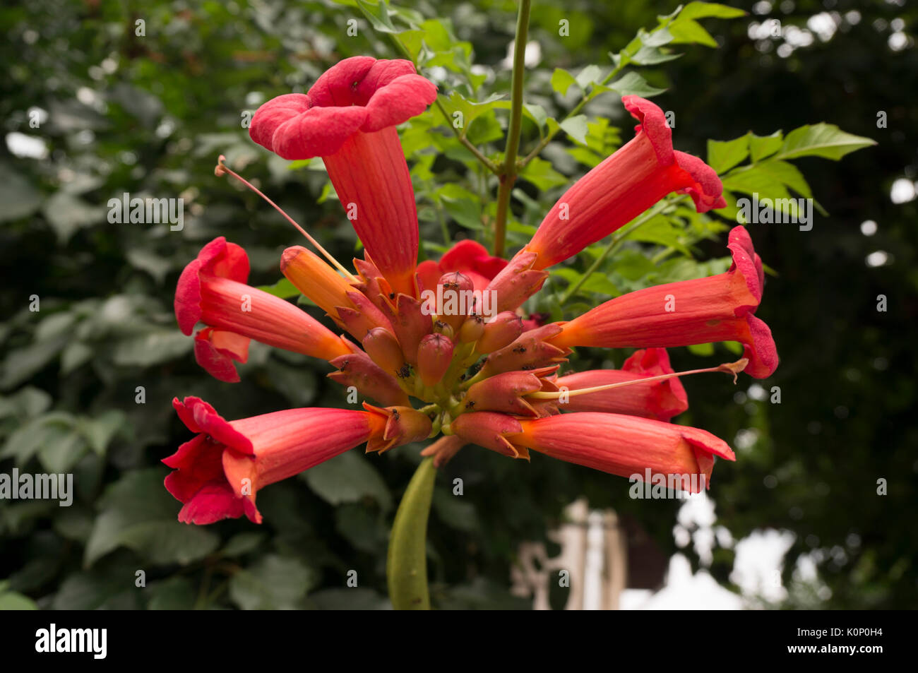 Ants and flowers hi-res stock photography and images - Alamy