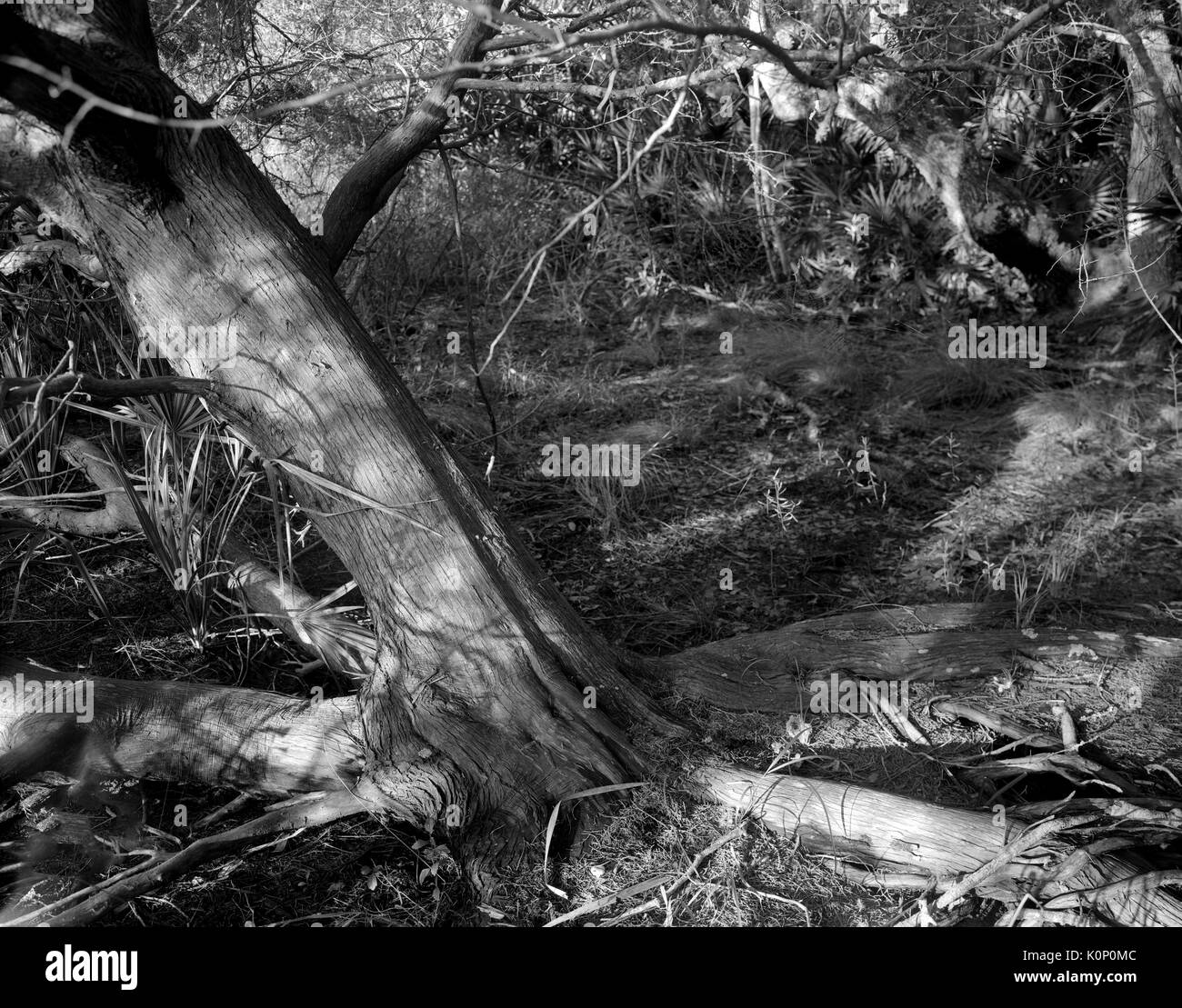 Cedar tree Black and White Stock Photos & Images - Alamy