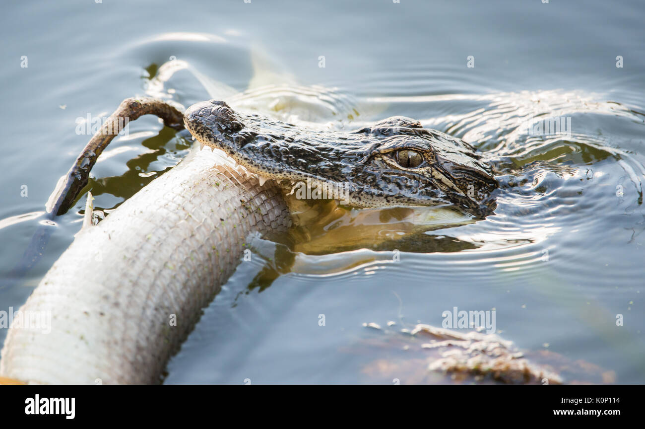 Alligator Eating Fish Stock Photos & Alligator Eating Fish Stock Images ...
