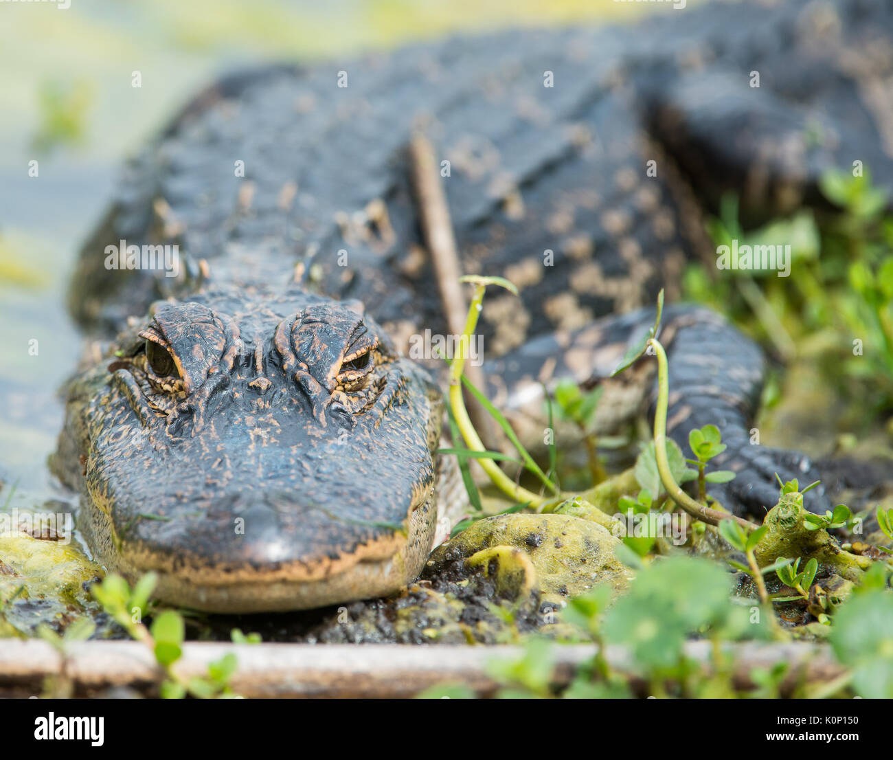 Alligator in the Florida swamps Stock Photo - Alamy