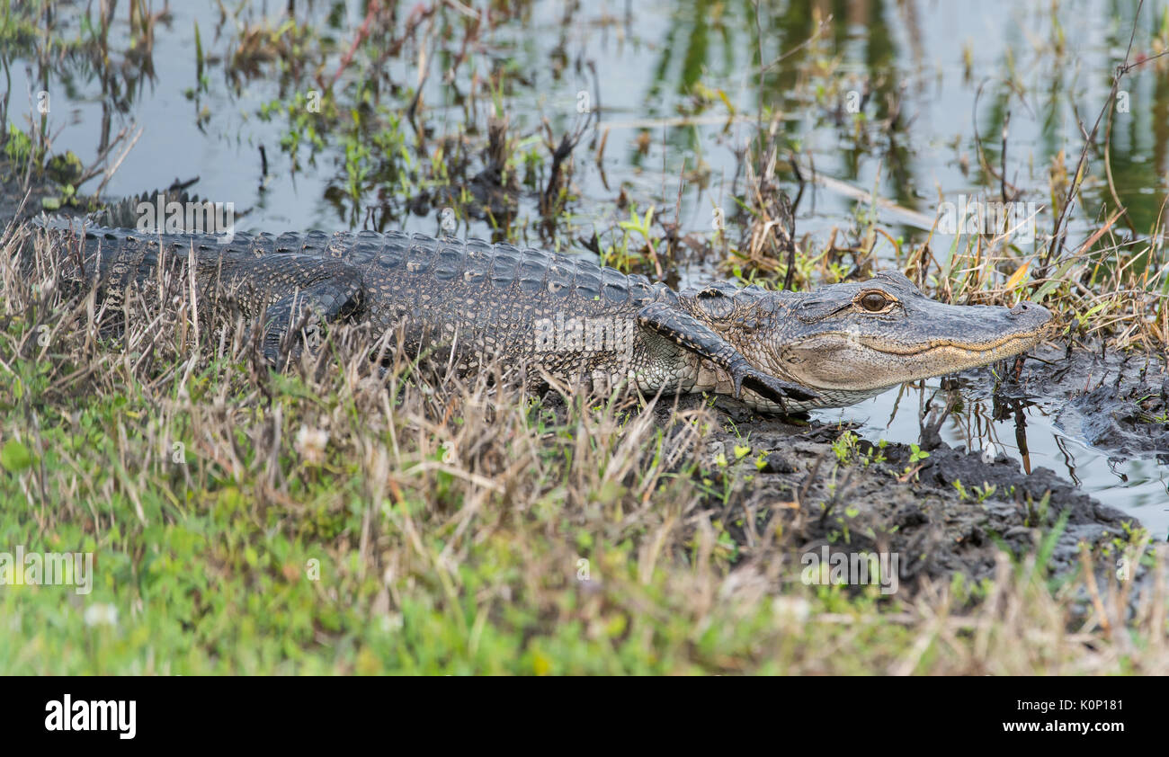 Alligator in a Florida Swamp Stock Photo - Alamy
