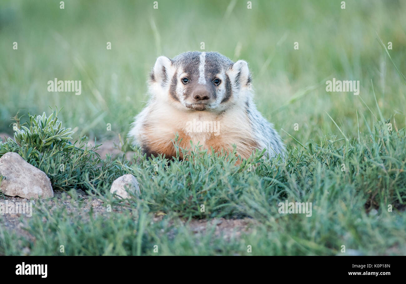 Yellowstone badger hi-res stock photography and images - Alamy