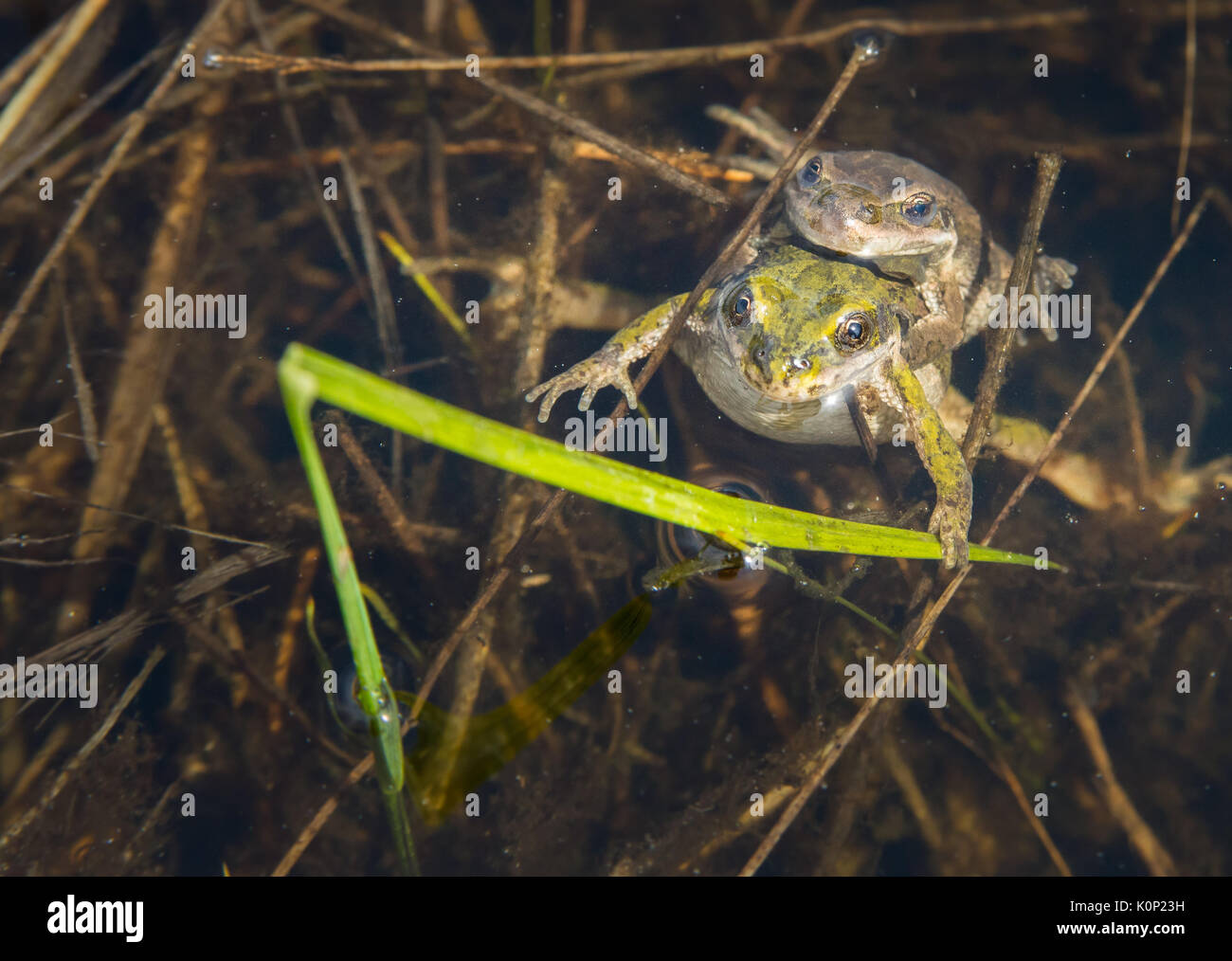 Boreal chorus frog hi-res stock photography and images - Alamy