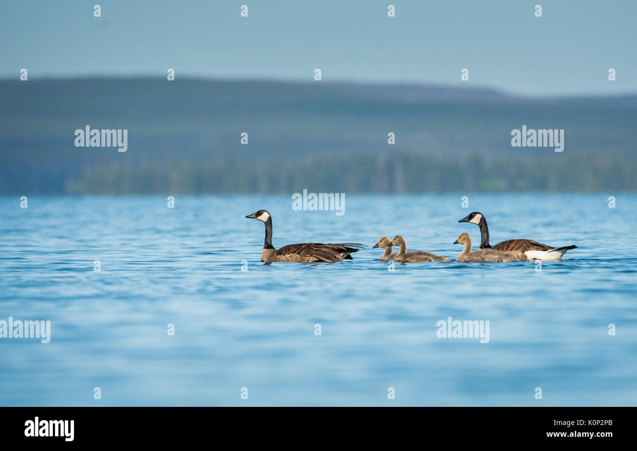 Goose frog hi-res stock photography and images - Alamy