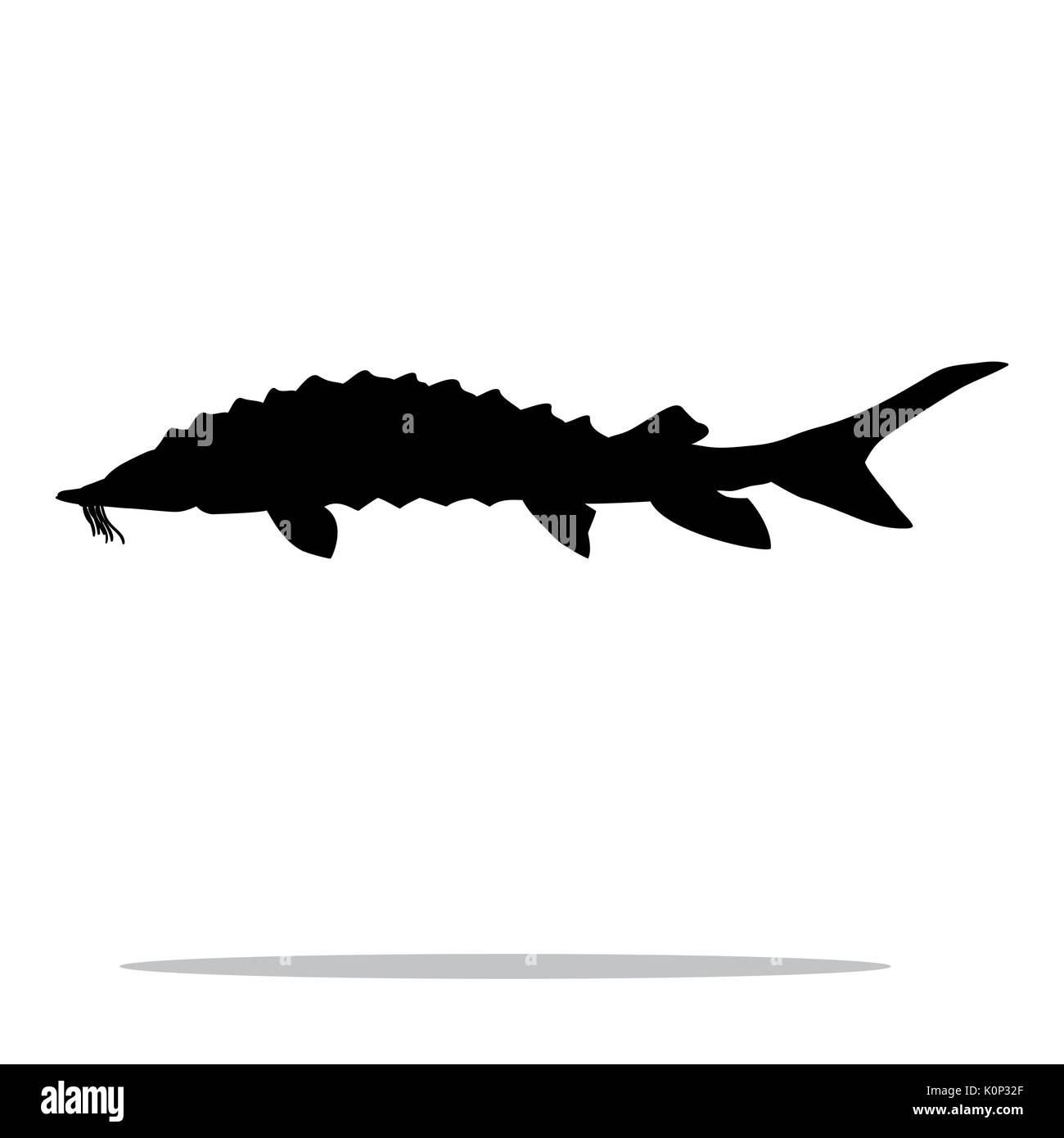Sturgeon fish black silhouette aquatic animal. Vector Illustrator Stock ...