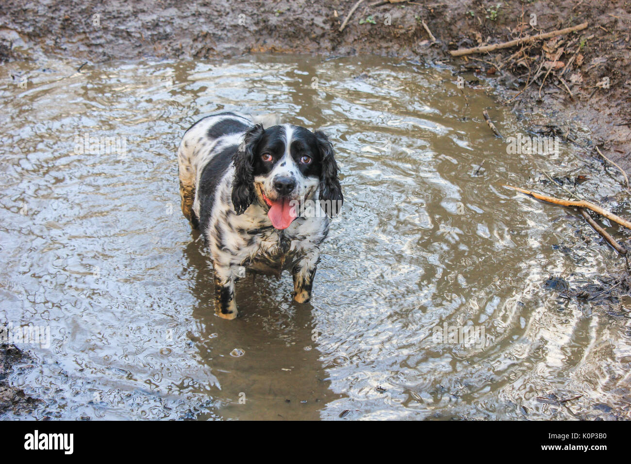 Happy muddy dog hi-res stock photography and images - Alamy