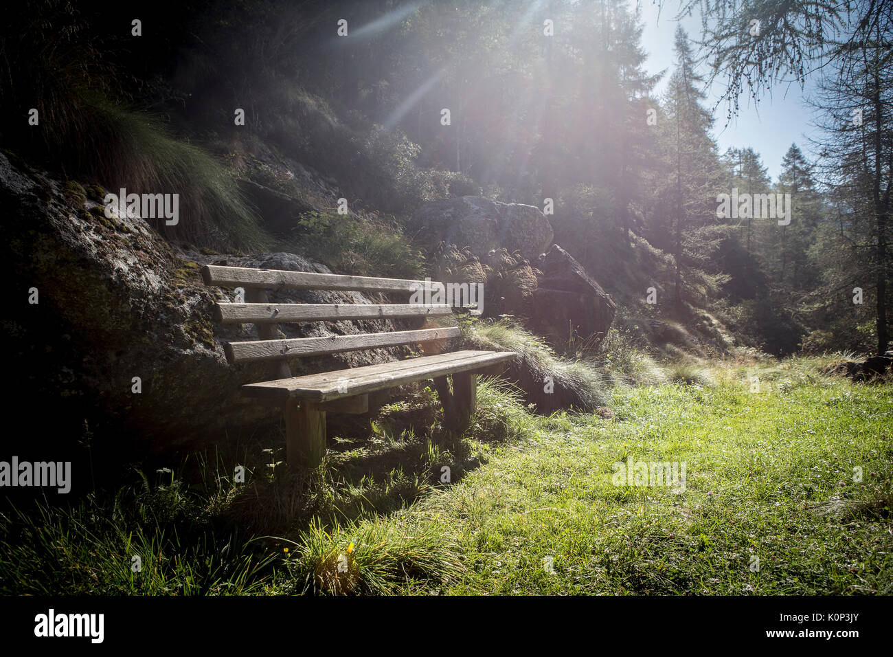 Wooden bench in the forest Stock Photo - Alamy