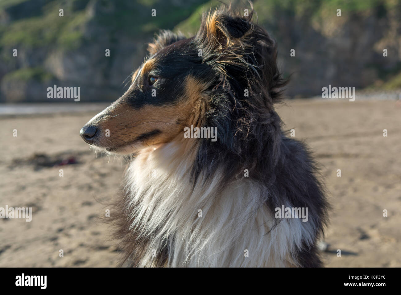 Sheltie head hi-res stock photography and images - Alamy