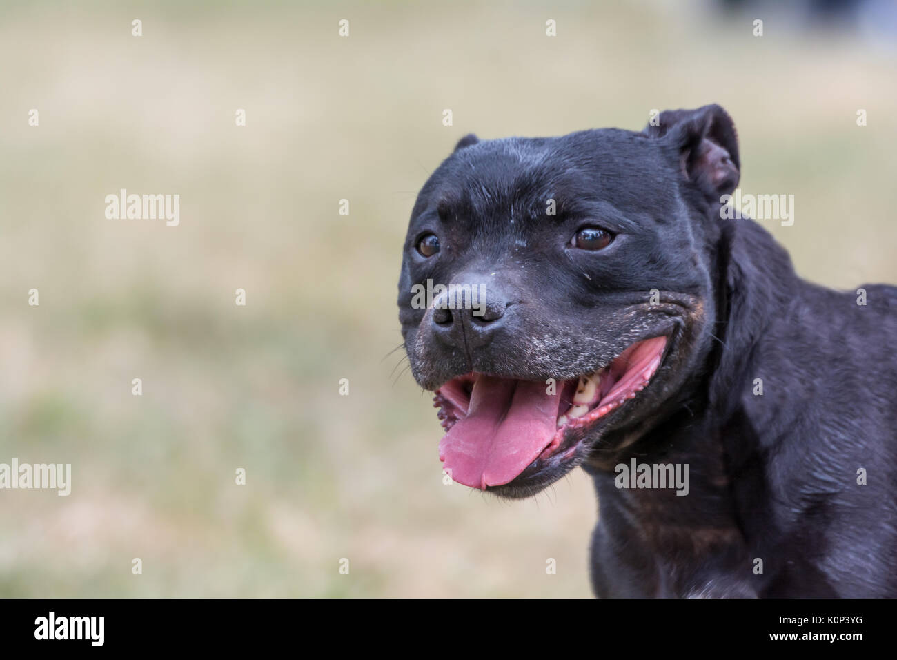 Black terrier big dog dog hi-res stock photography and images - Alamy