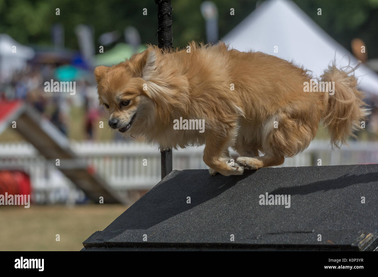 Dog taking part in hi-res stock photography and images - Alamy